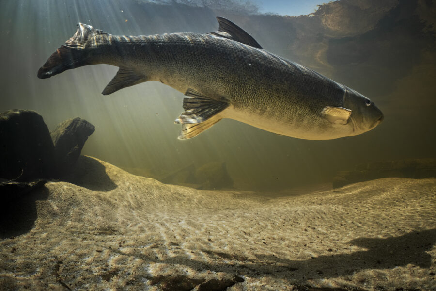 Meet the Free Flow Champion: Jeremy Shelton- Freshwater Research Centre ...