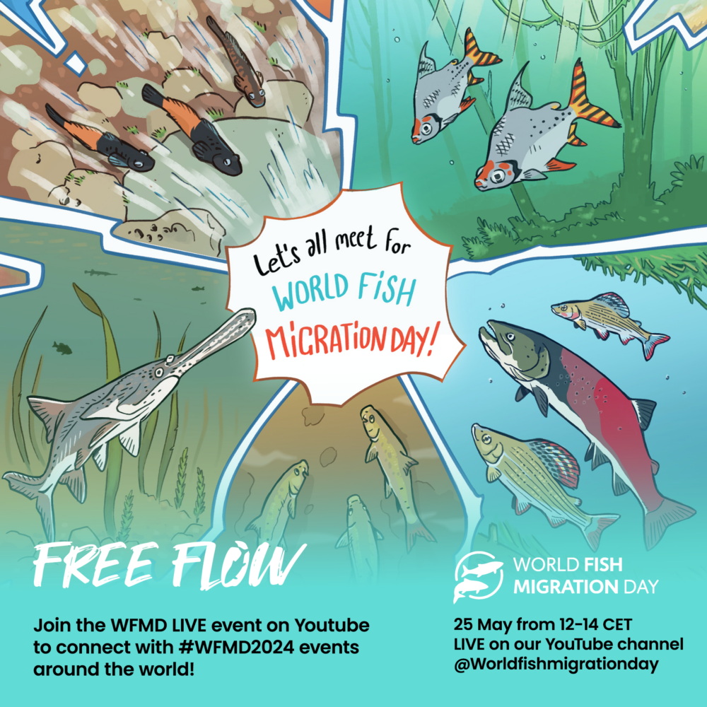 Celebrate World Fish Migration Day with Us!🐟 – World Fish Migration Day